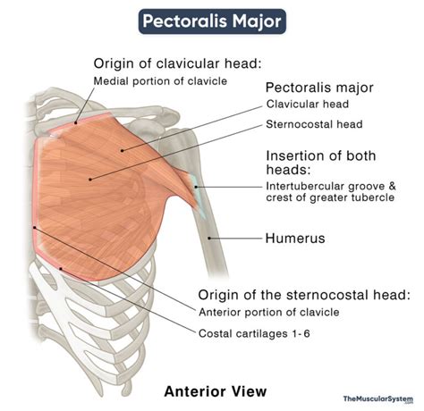 Pectoralis Major Origin Insertion Action Innervation Diagram