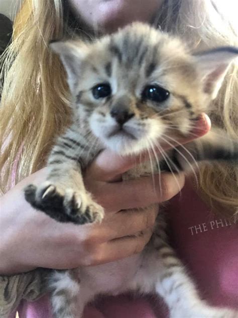 Pixie Dust Pixie Bobs Home Facebook