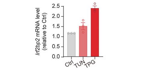 Thapsigargin Er Stress Inducer Medchemexpress