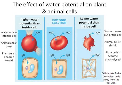 As Biology Ms Timms Effect Of Osmosis On Cells