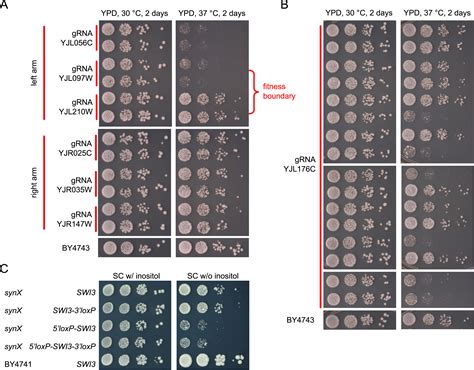 Debugging And Consolidating Multiple Synthetic Chromosomes Reveals