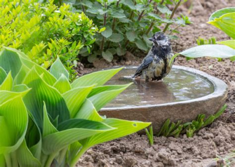Bird Bath Everything You Need To Know When Choosing A Bath