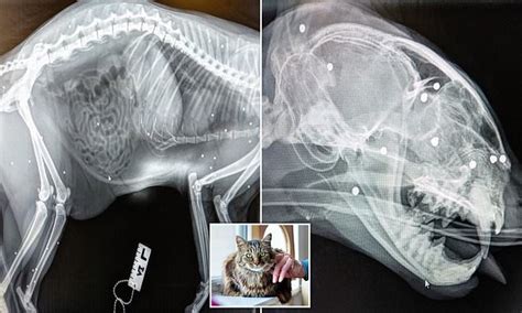 Shocking X Ray Reveals Lead Pellets Lodged In Cat Face And Body Daily Mail Online