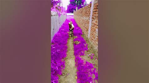 2 August 2025 Youtube