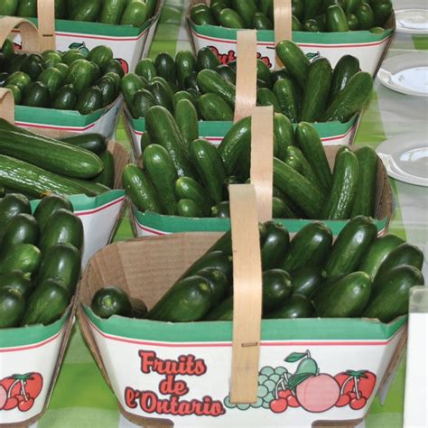 Mini Seedless Cukes Greenhouse Competitions