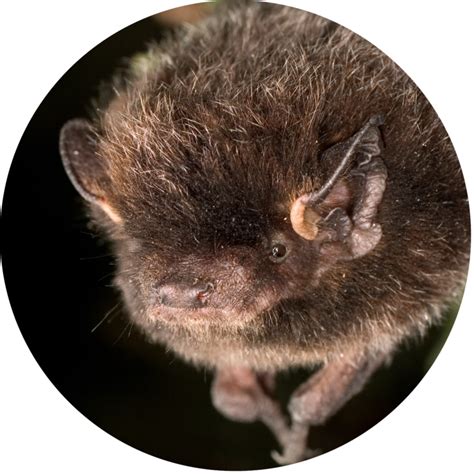 Bats Midwest Bat Hub