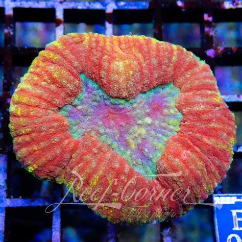 Lobophyllia Ultra Reef Corner Europe