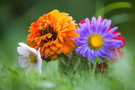 클로즈업 투명 유리 화병 야외에서 푸른 잔디 중 아름 다운가을 밝은 여러 가지 빛깔의 필드 꽃 조성 물 흐리게 맑은 Bokeh 복사 공간 배경 엽서 테마 개념입니다 0명에