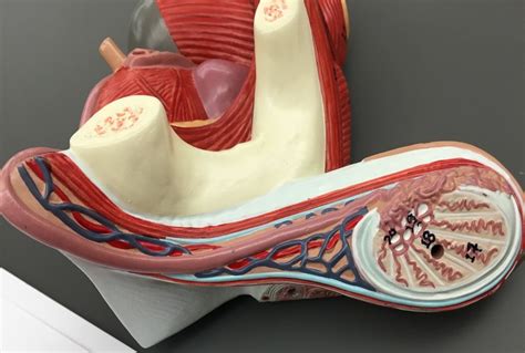 Aandp Ii Reproductive System Diagram Quizlet