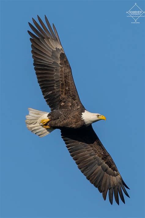 Majestic Eagle In Flight Bald Eagle Aerial View Eagle Close Up