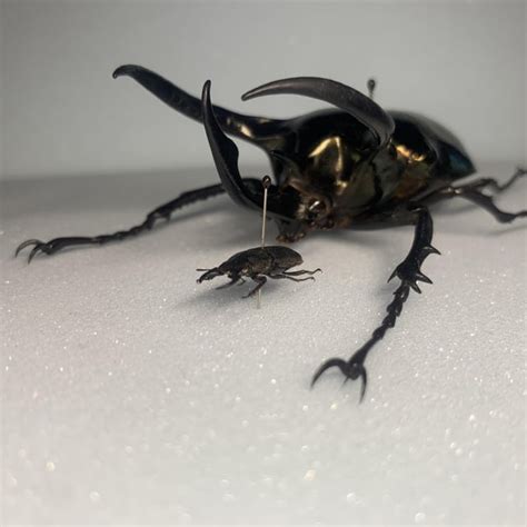 The Largest Beetle Specimen In My Collection An Atlas Beetle