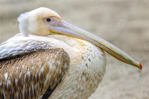 Pelican Resting By The Water At A Wildlife Reserve Showcasing Its Impressive Beak And Feathers