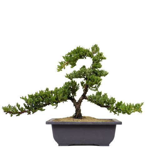 Dwarf Japanese Garden Juniper 6 Stone Lantern