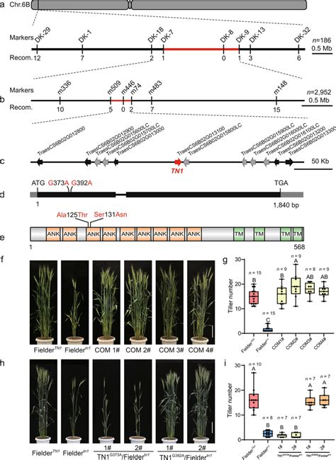 Map Based Cloning Of Tn1 A B Positional Cloning Of Tn1 A Using 186