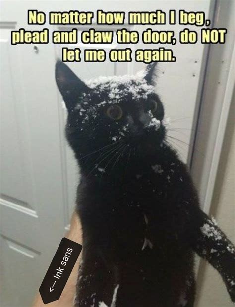 Errors Cat Cat Memes Funny Cat Memes Funny Cat Pictures