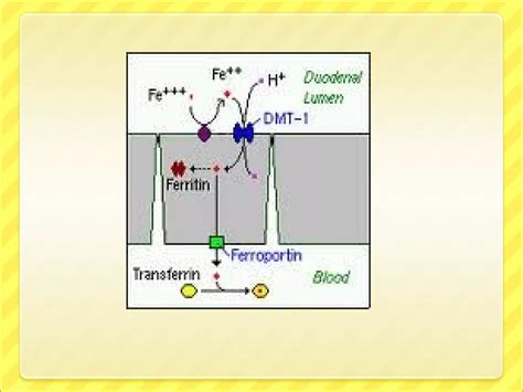 Drugs For Iron Def Anemia Ppt