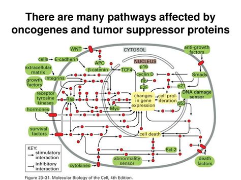 Ppt How Rna And Dna Viruses Help Us Understand Oncogenes And Tumor Suppressors Powerpoint