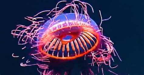 Halitrephes Maasi La Criatura De Colores Sorprendentes Que Habita En El Fondo Del Pacífico