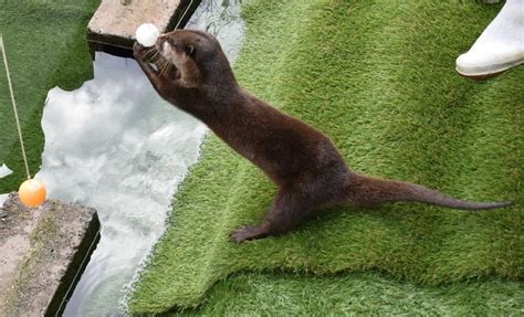 پیش‌بینی سمور ژاپنی و شگفتی بعدی جام‌جهانی