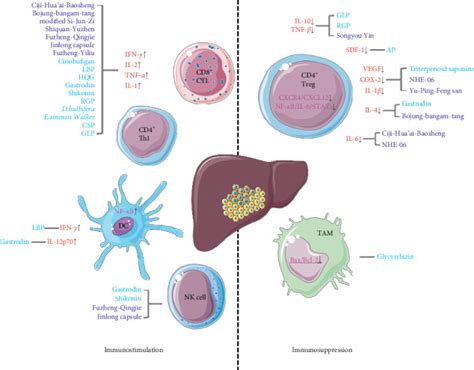 Using Traditional Chinese Medicine To Treat Hepatocellular Carcinoma By Targeting Tumor Immunity