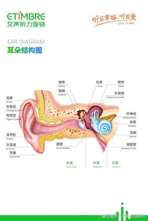 耳的基本结构和功能图简笔画怎么画（汇总14张）简笔画图片大全