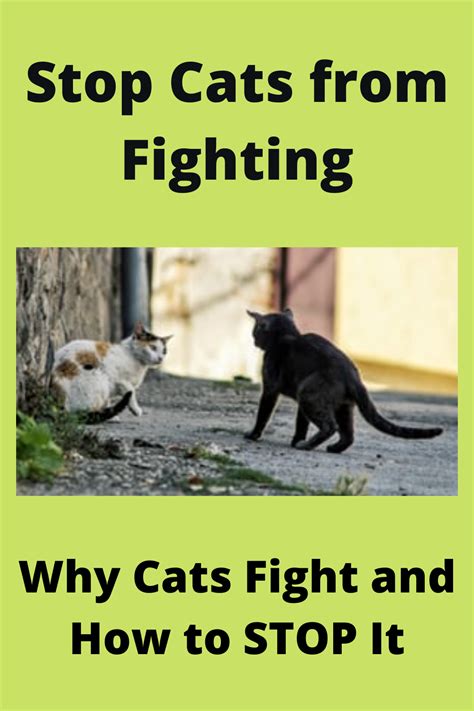 Best 13 How To Break Up A Cat Fight Separate Fighting Cats Safely