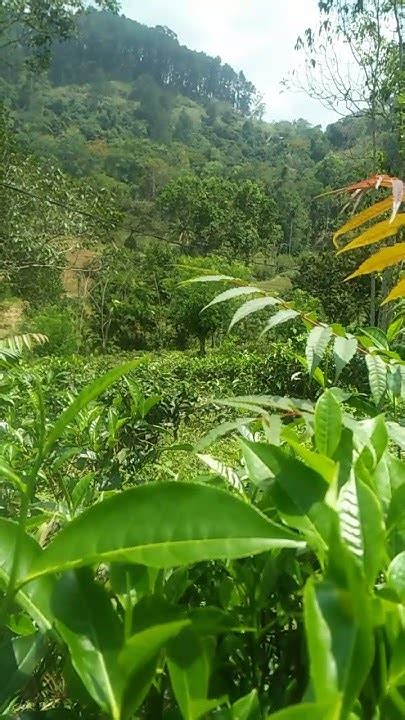 කාලෙකට පස්සේ සමනලුන් සමනල කන්ද වදින්න යනවා Youtube