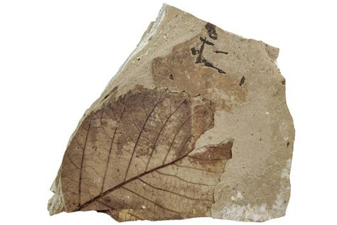 22 Fossil Leaf Alnus Mcabee Bc 226121 For Sale