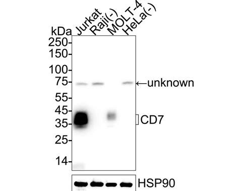 Cd7 Recombinant Rabbit Monoclonal Antibody Je57 72 Ha720023 Huabio