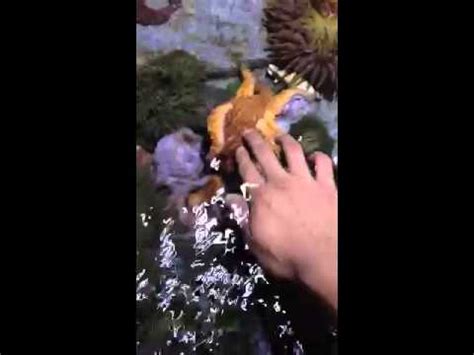 Starfish Sex Youtube