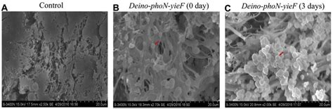 Scanning Electron Micrographs Of Cells Of The Recombinant Strain