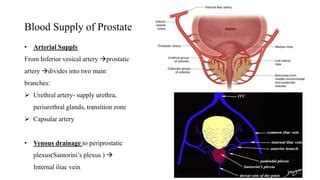 Benign Prostatic Hyperplasia Pptx