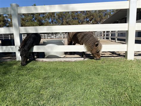 Tiny Spirits Sneaky Cheats We Turned The Minis Out So Facebook