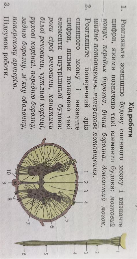 Лабораторная работа по биологии будова спинного мозку — Знания Org
