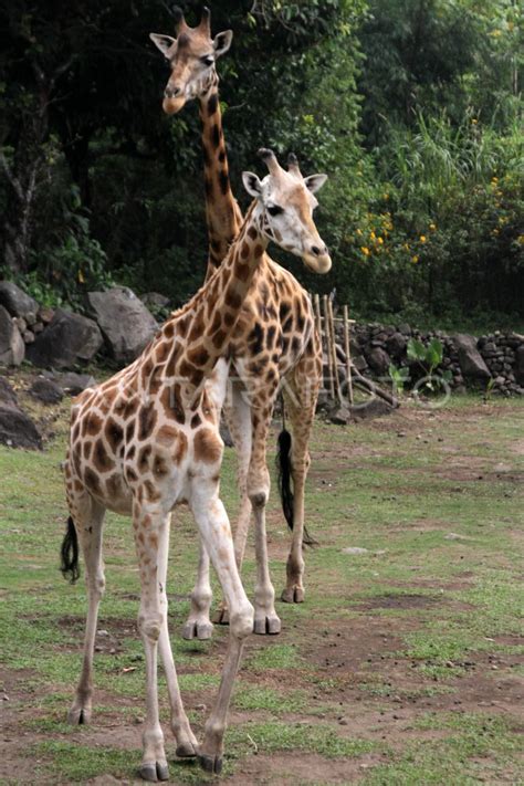 Peringatan Hari Jerapah Dunia Antara Foto