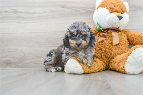 The Complete Guide To Mini Goldendoodle Colors Premier Pups