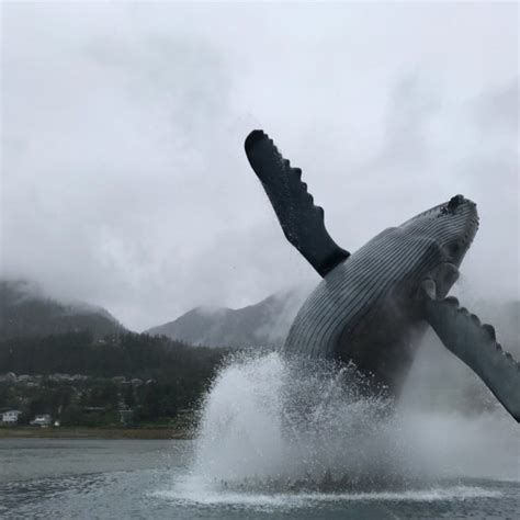The Whale Project Juneau Alaska Hdg Building Materials