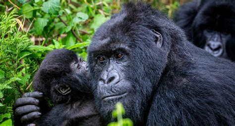 Home Official Rwanda Development Board Rdb Website