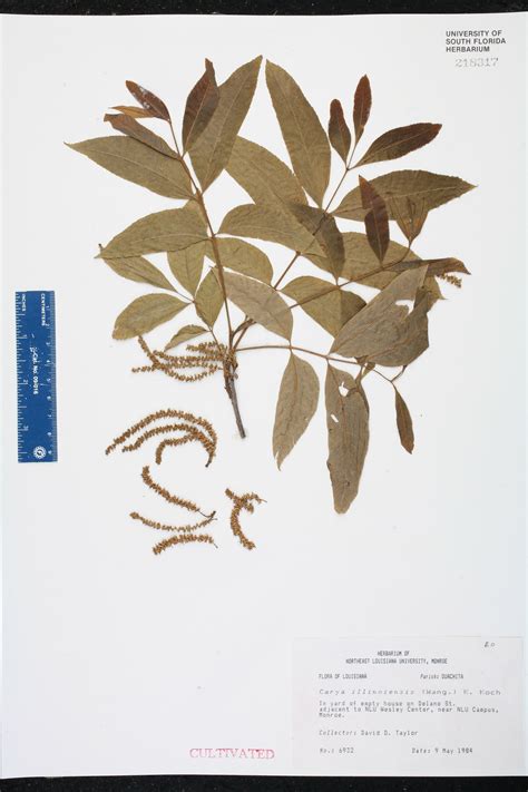 Specimen Details Plant Atlas