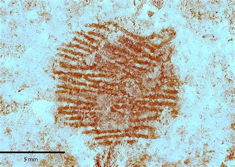 First Burials Evidence Of Neanderthals And Homo Sapiens Sharing