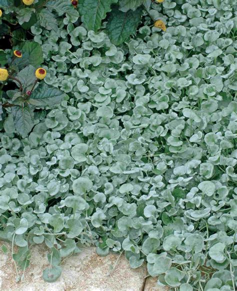 Dichondra Argentea Silver Falls