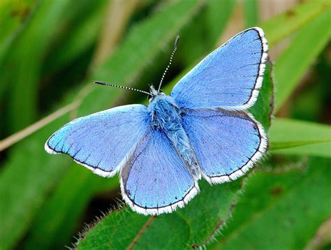 Life Cycle Of Adonis Blue Butterfly Free Printable Template