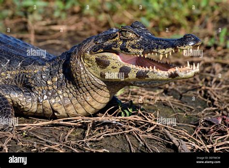 Brazil Pantanal Yacare Caiman Caiman Yacare Taking Sun Bath At