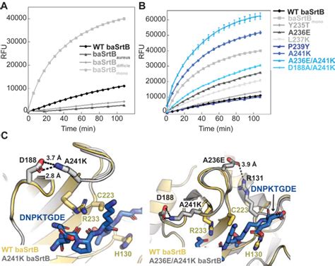 Substrate Recognition In Bacillus Anthracis Sortase B Beyond Its
