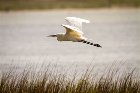Spring Bird Migration In The Texas Coastal Bend March 2025 Birding Guide
