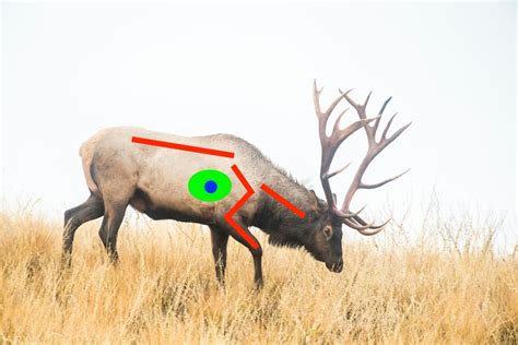 Where To Shoot An Elk With A Bow Outdoor Life