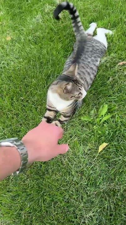 Cute Kitty Schmitty Youtube