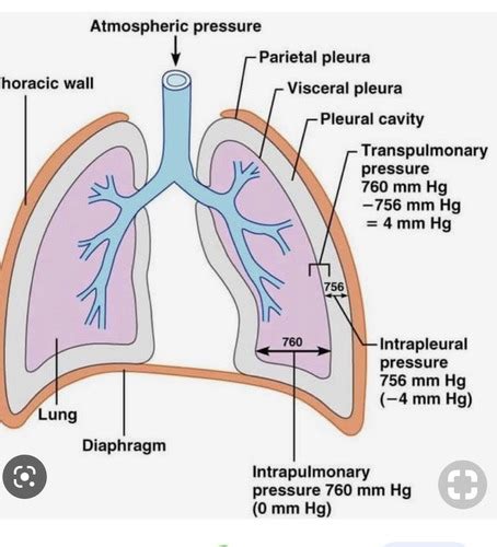Pulmonary Structure And Function Flashcards Quizlet