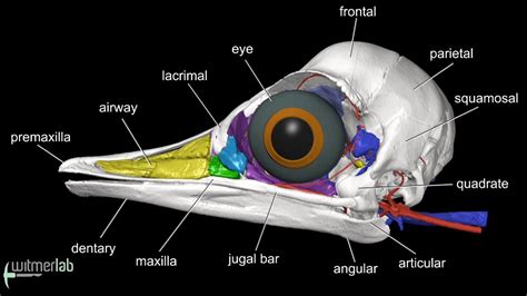 Bird Skull Anatomy