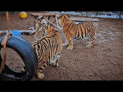 Как тигренок без хвоста знакомился с вольером - YouTube